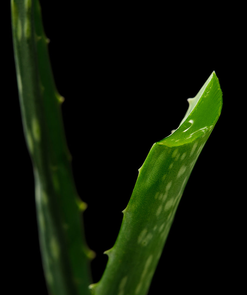 Sunscreen – Art of Sport